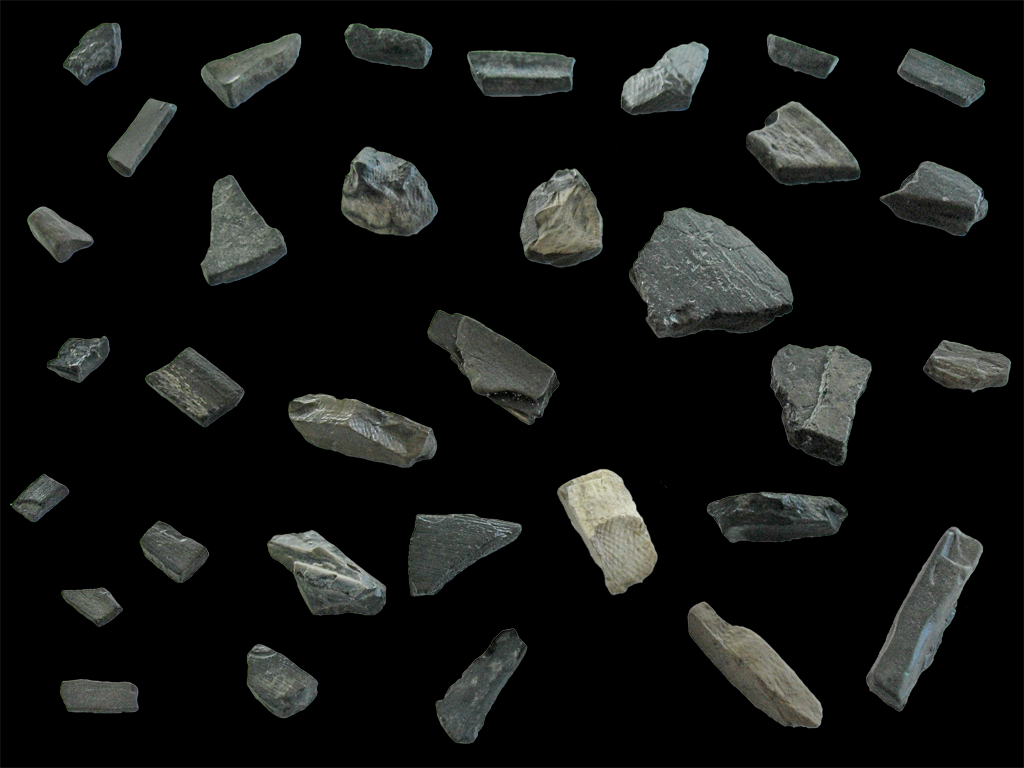 ivory_pieces_01.png - Member Collections - The Fossil Forum