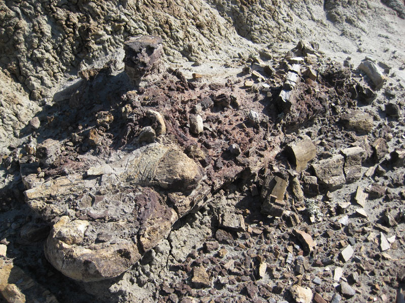 scatter_bones.jpg - Member Collections - The Fossil Forum