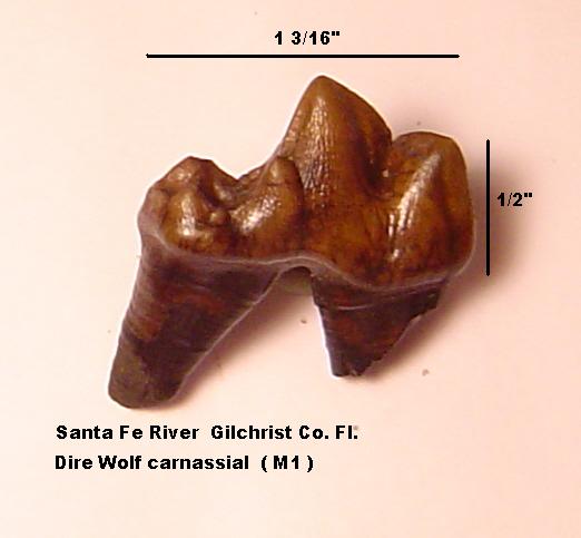Dire Wolf tooth - Member Collections - The Fossil Forum