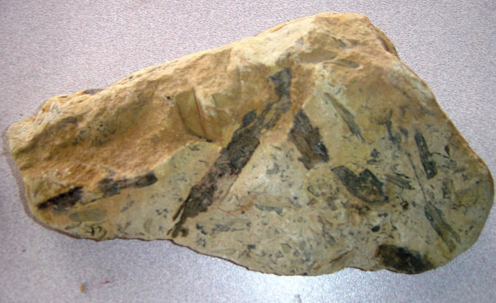 DSC00025.JPG - Member Collections - The Fossil Forum