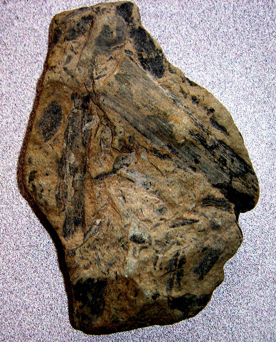 Calamites - The Fossil Forum