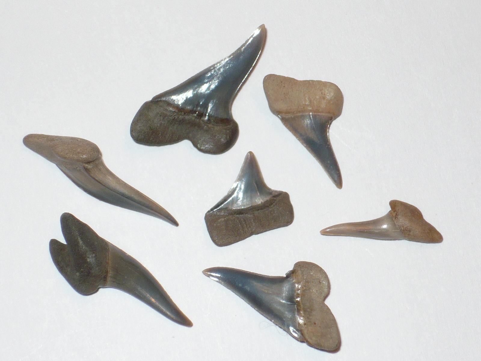 Xiphodolamia Ensis, Sheppey, UK - Member Collections - The Fossil Forum