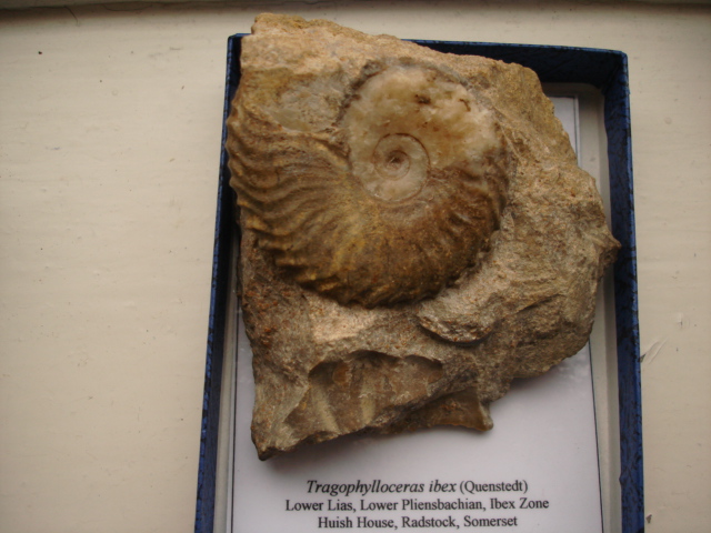 Tragophylloceras ibex - Member Collections - The Fossil Forum
