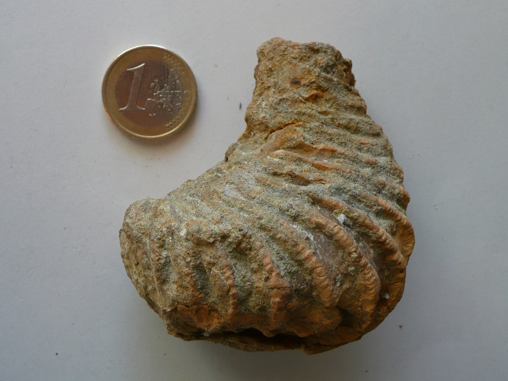 Pterotrigonia caudata - Member Collections - The Fossil Forum