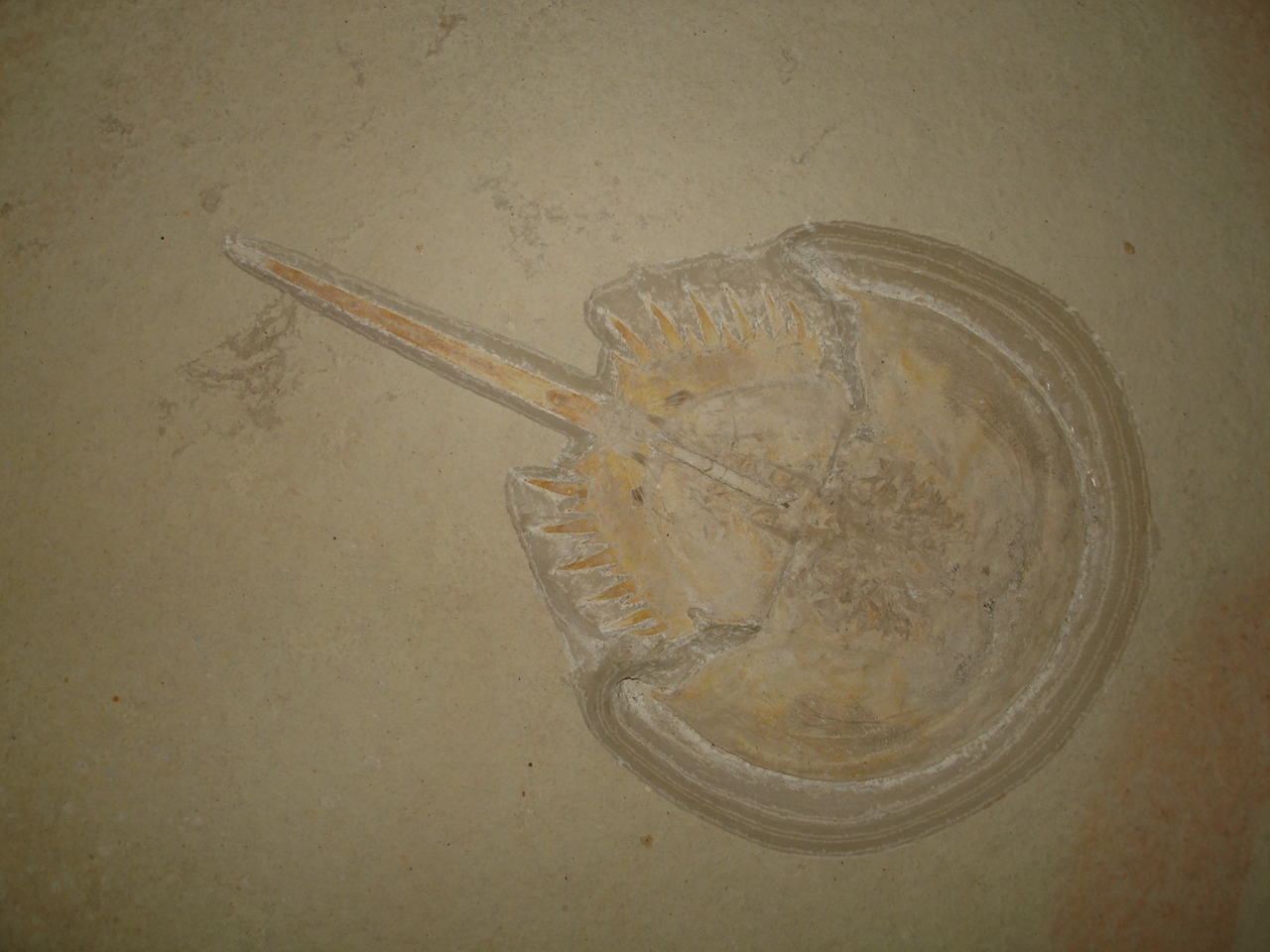 Mesolimulus walchi - Member Collections - The Fossil Forum