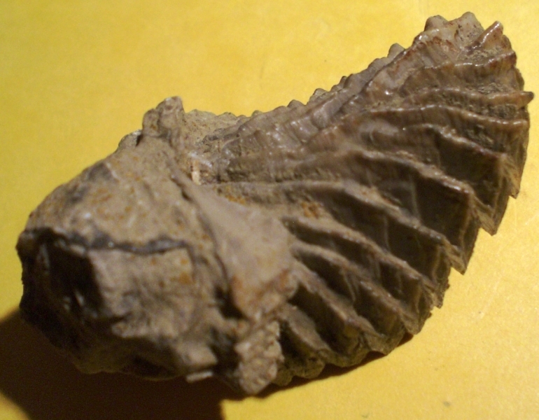 Lopha Gregarea Oxfordian Calvados France - Member Collections - The ...