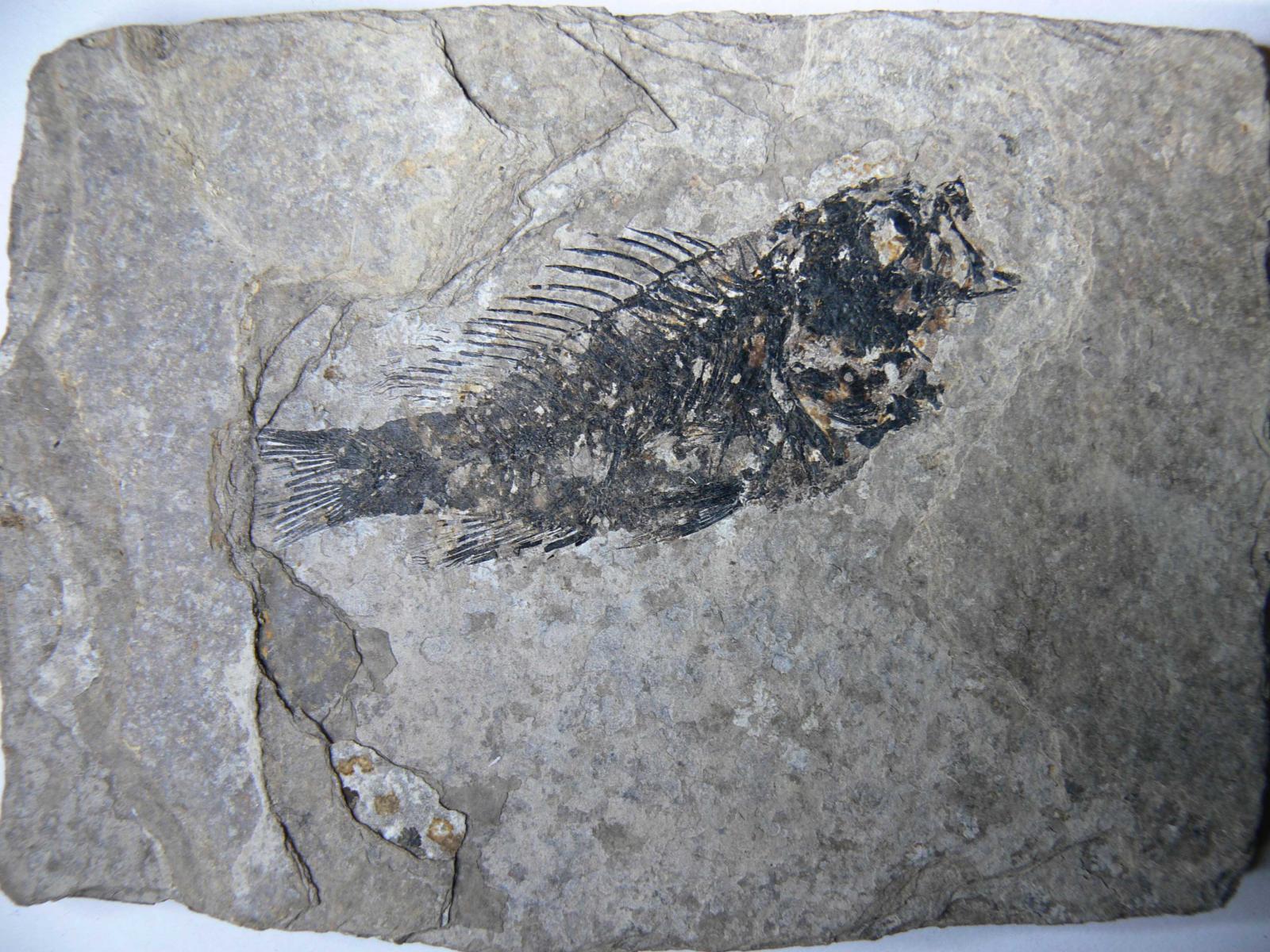 Tungtingichthys gracilis? - Member Collections - The Fossil Forum