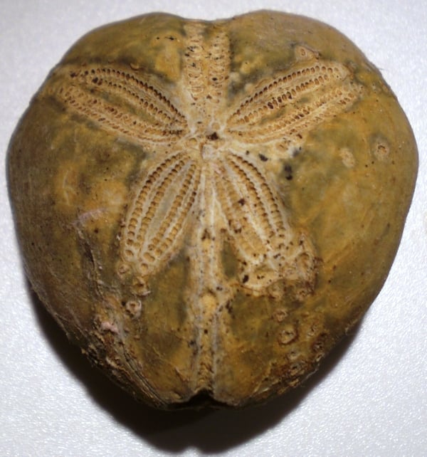 Micraster sp Turonian Picardy France - Member Collections - The Fossil ...