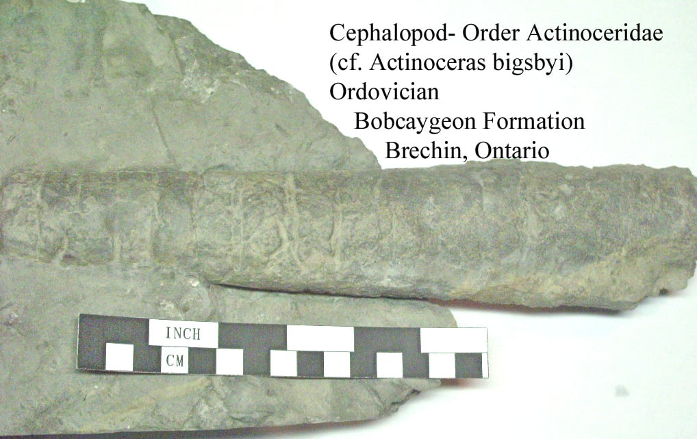 Actinoceras - Member Collections - The Fossil Forum