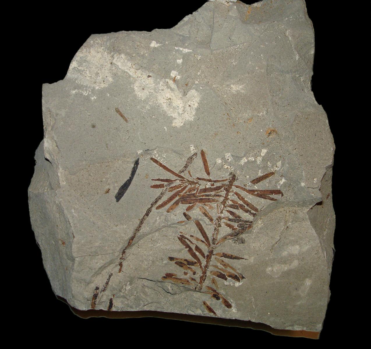 Taxus sp.? Yew? - Member Collections - The Fossil Forum