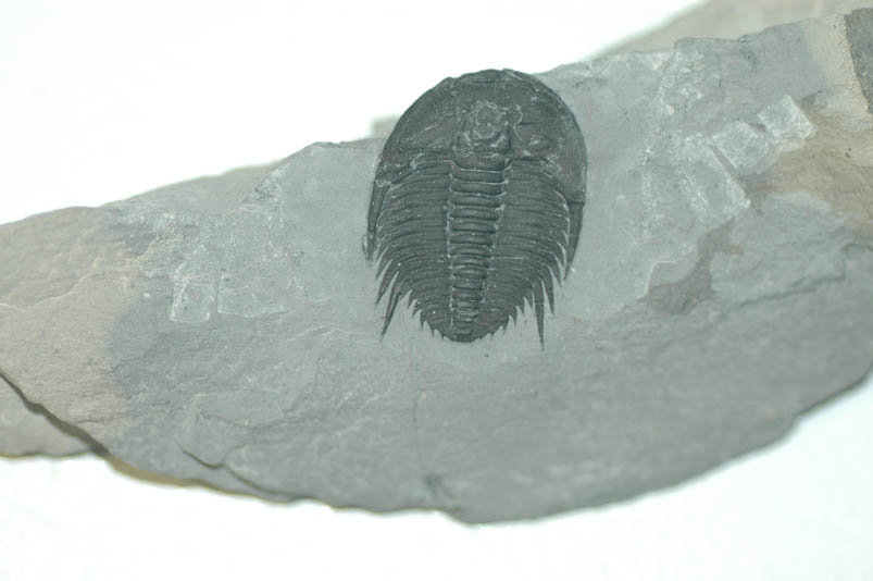 BC Trilobites - The Fossil Forum