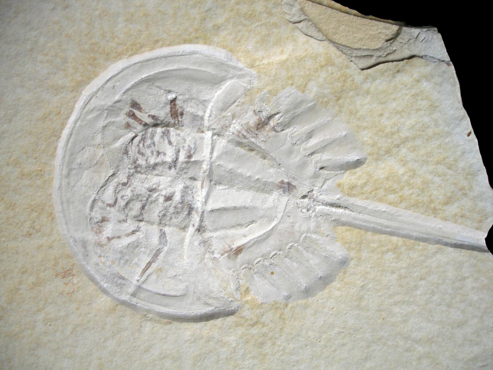 Mesolimulus walchi - Member Collections - The Fossil Forum