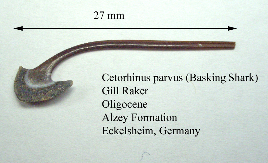 Cetorhinus gill raker - Member Collections - The Fossil Forum