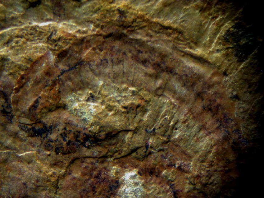 Cambrian Chengjian Annelid Like Soft Bodied Creature - Member ...