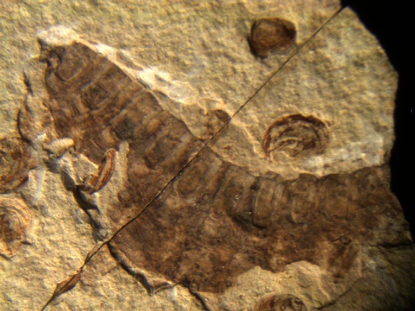 Jehol Lagerstatten Biota - The Fossil Forum