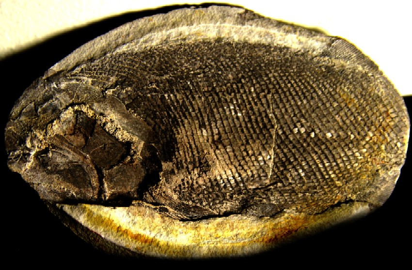 Madagascar Triassic Fish Concretion 3" Pteronisculus cicatrosus 254 myr ...
