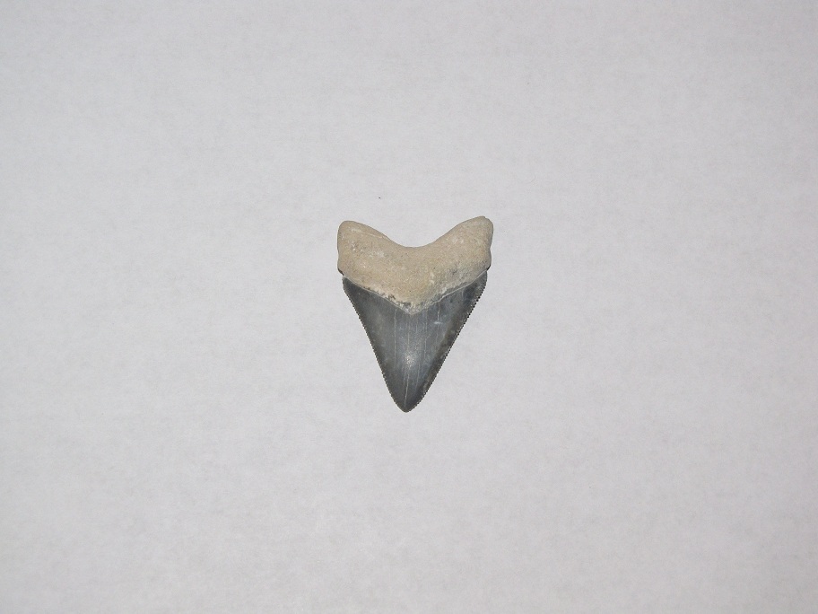 Bone Valley Meg - Member Collections - The Fossil Forum