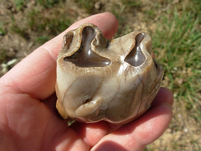 Another Super Dinotherium tooth - Member Collections - The Fossil Forum