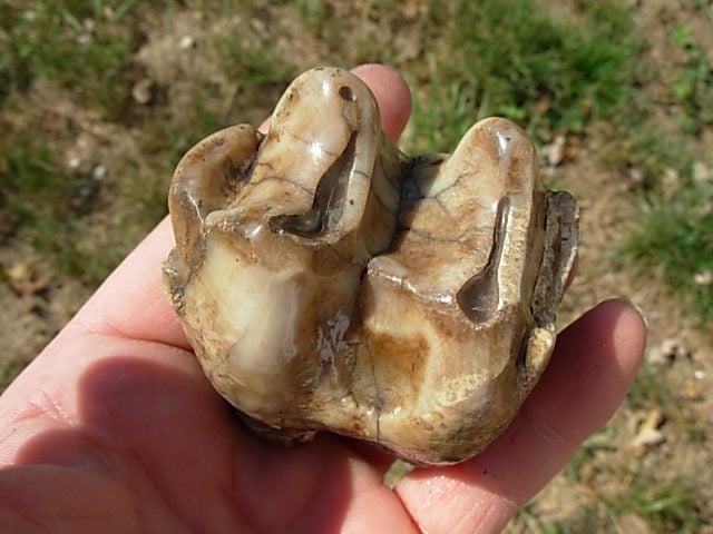 Awesome Dinotherium tooth - Member Collections - The Fossil Forum