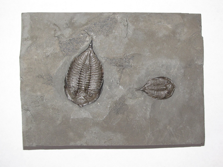 Dalmanites limulurus Trilobites - Member Collections - The Fossil Forum