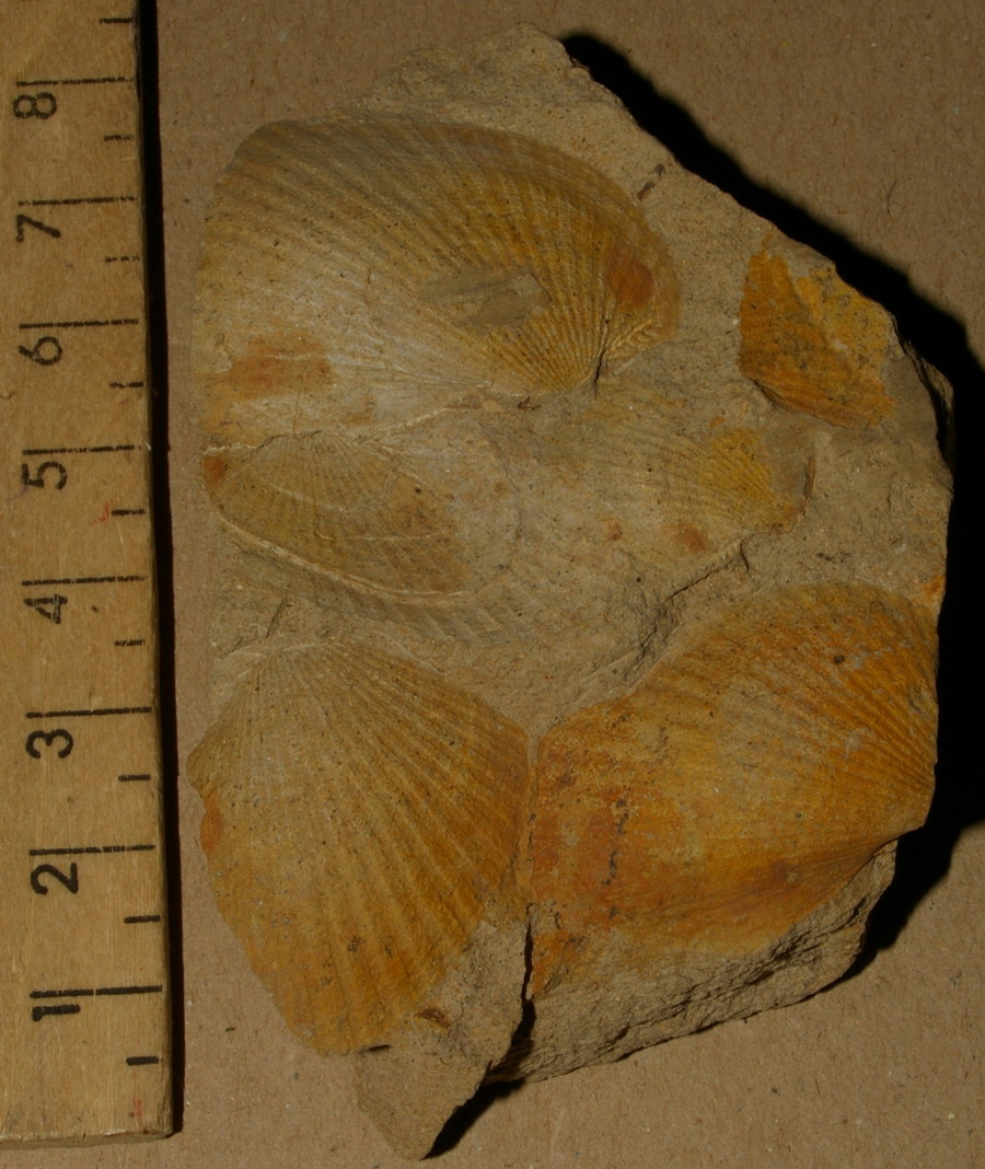 Shell Impressions 2 - Member Collections - The Fossil Forum