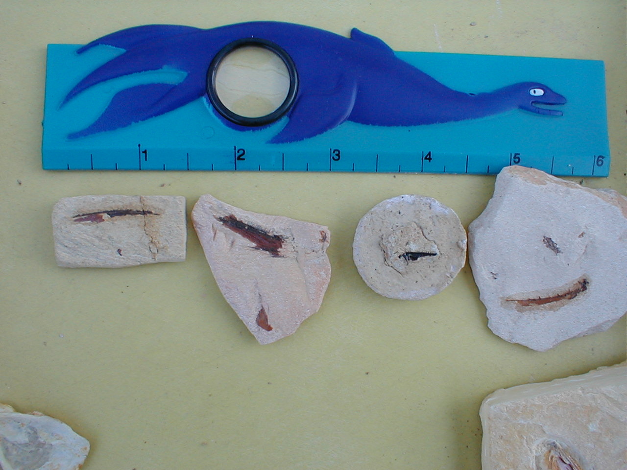 little jaws 2.JPG - Member Collections - The Fossil Forum