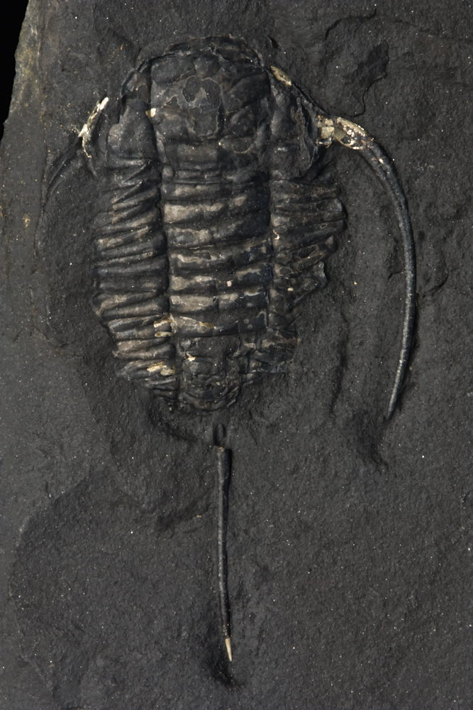 Triarthrus - Member Collections - The Fossil Forum