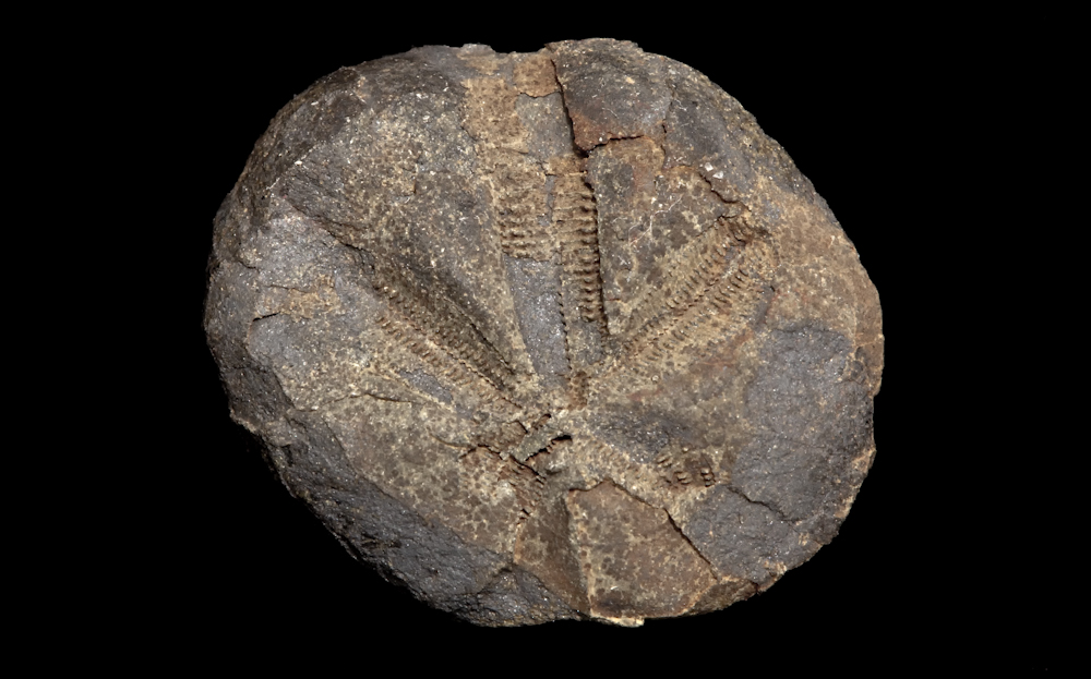 Hemiaster 3 - Member Collections - The Fossil Forum
