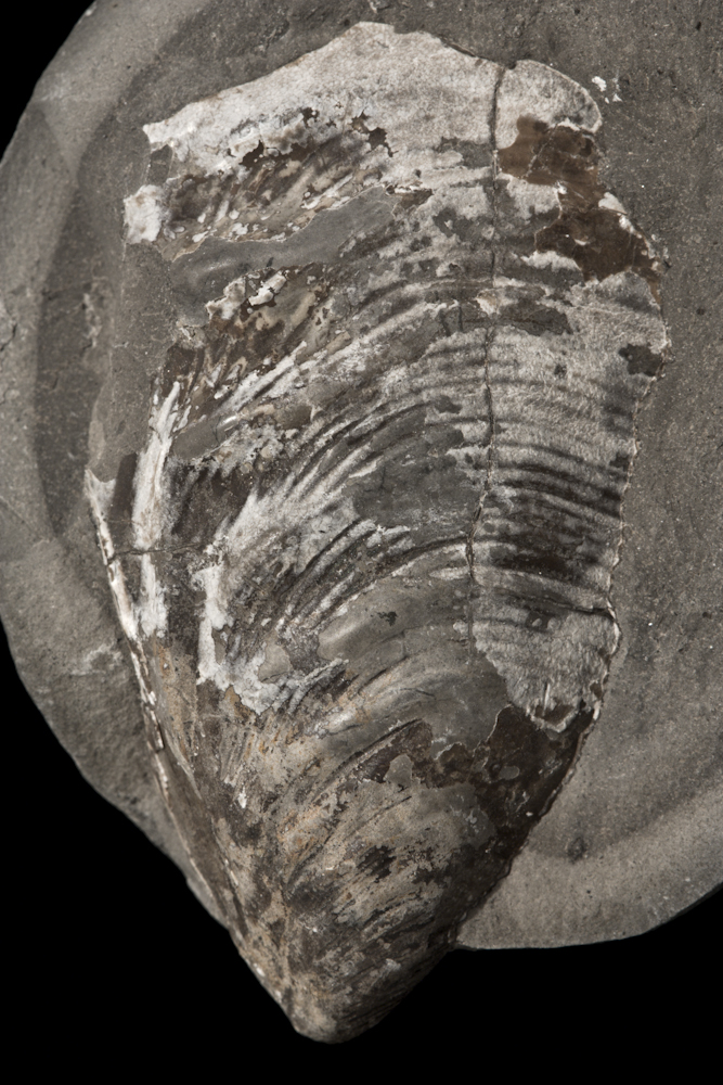 Sphenoceramus 2 - Member Collections - The Fossil Forum