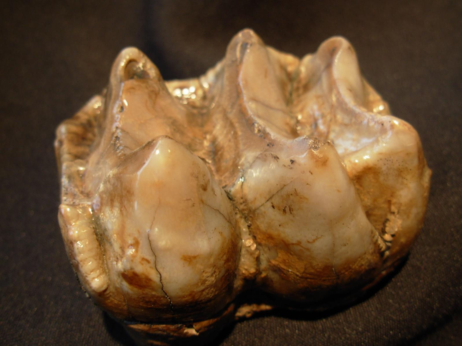 Excellent 3 Hump Dinotherium tooth - Member Collections - The Fossil Forum