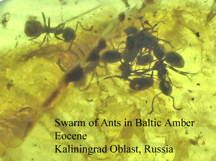 Ant swarm - Member Collections - The Fossil Forum