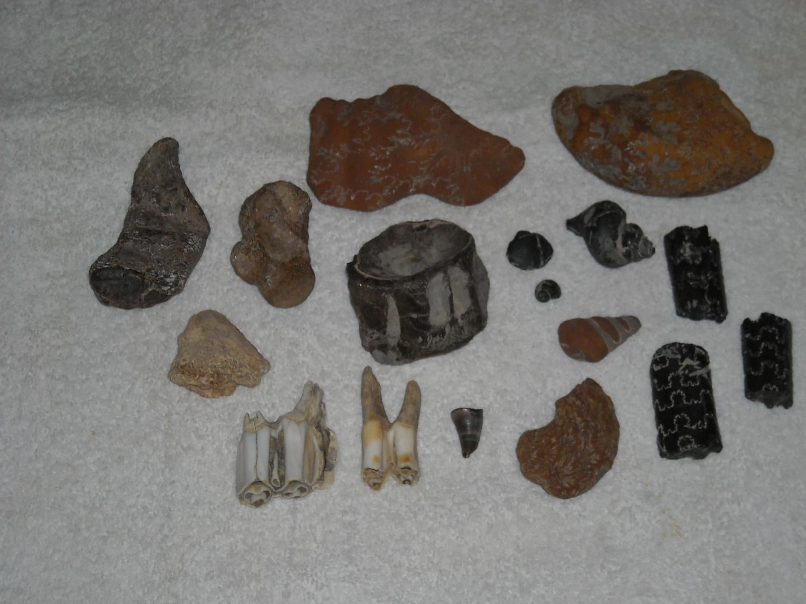 Fossils.... - The Fossil Forum