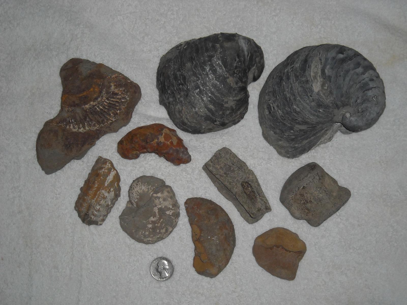 fossils 006.jpg - Member Collections - The Fossil Forum