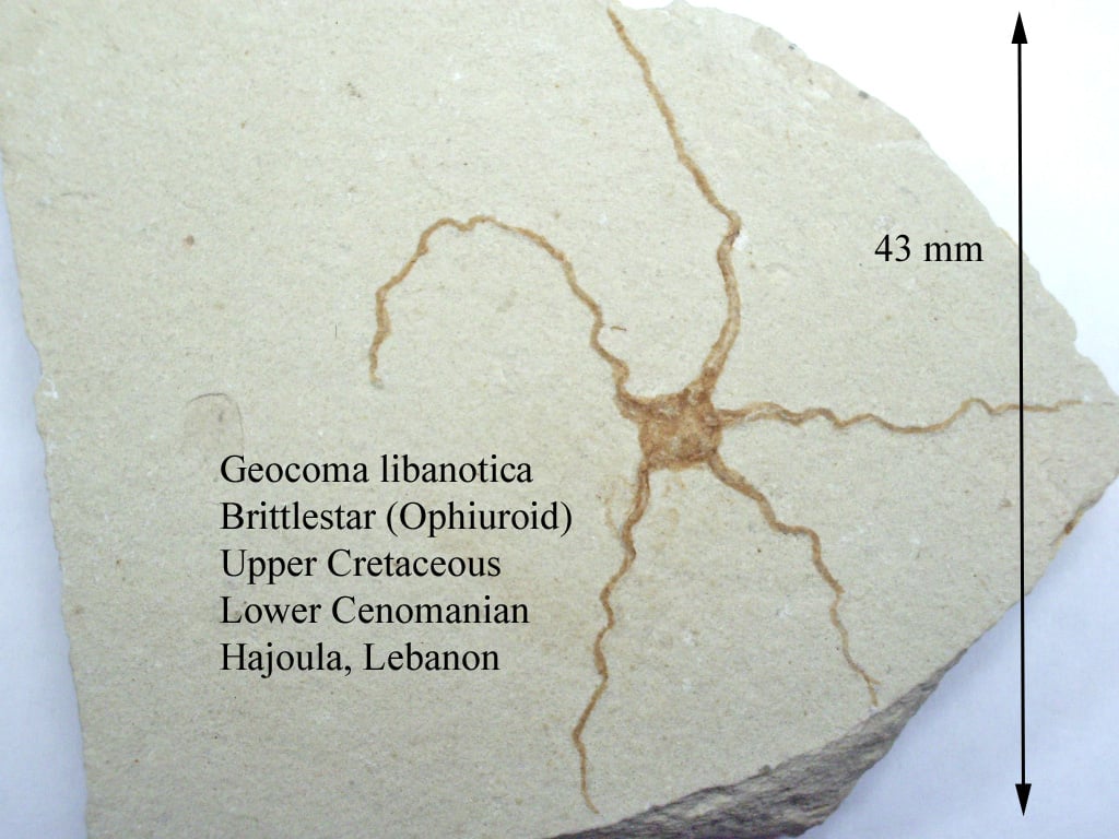 Geocoma - Member Collections - The Fossil Forum