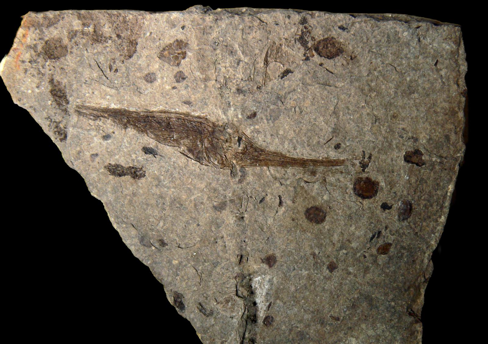 Aeoliscus longispinus - Member Collections - The Fossil Forum