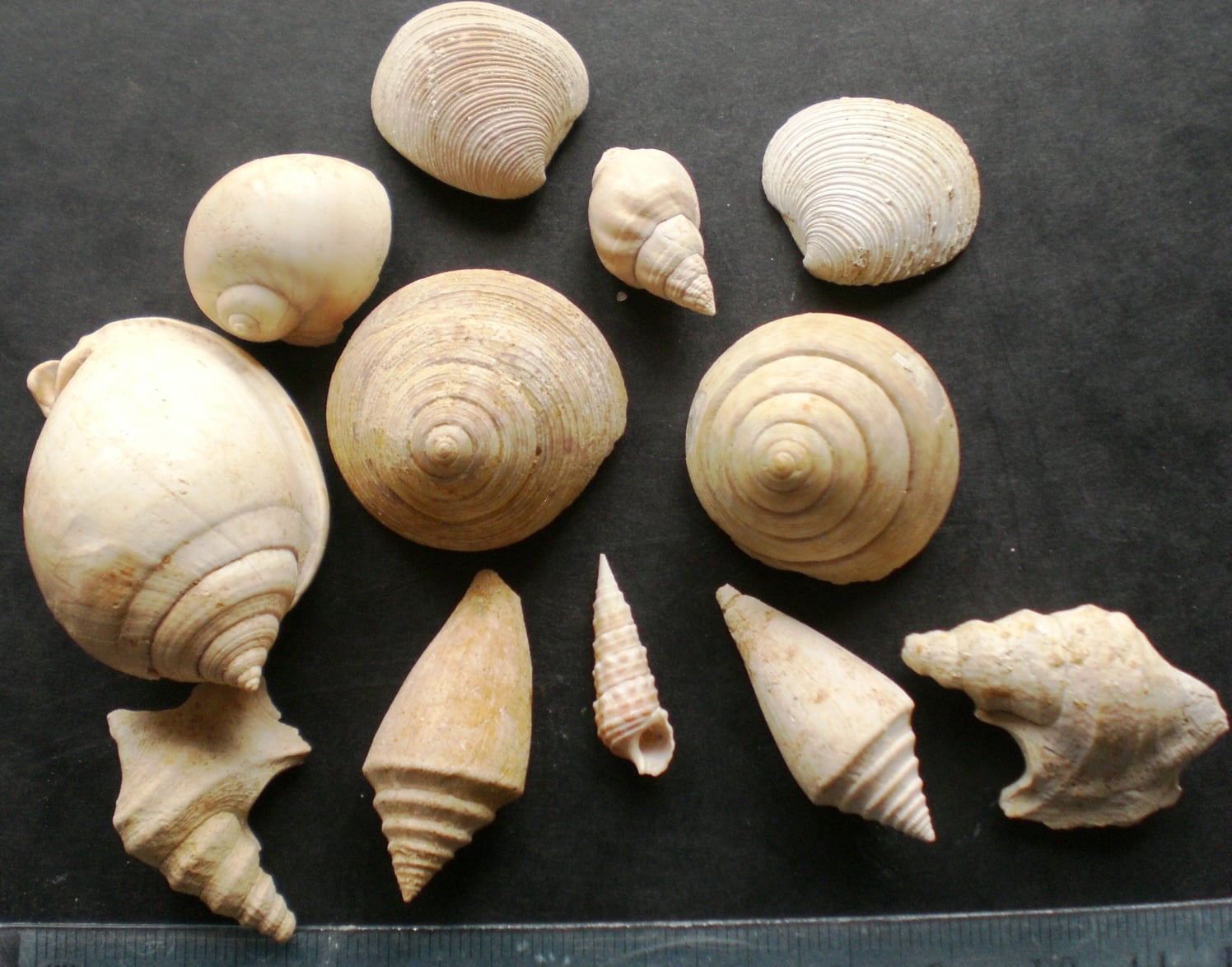 Shells from the miocene of Ukraine Ternopol region - Member Collections ...