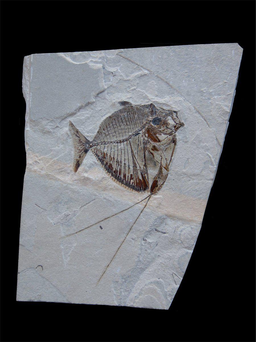 Fossils from Monte Bolca, Italy - The Fossil Forum