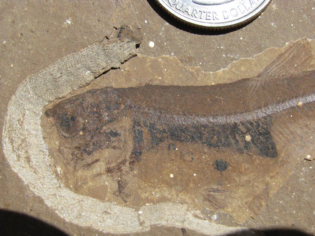 Close up of Fish - Member Collections - The Fossil Forum