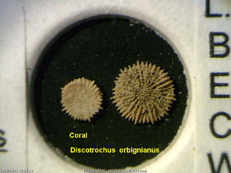 Cnidaria Discotrochus orbignianus - Member Collections - The Fossil Forum