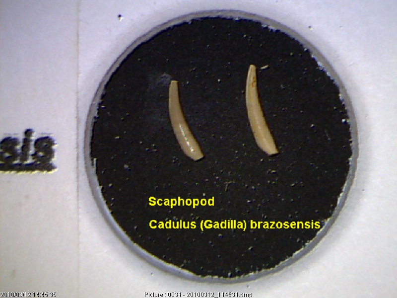 Scaphapoda Cadulus (Gadilla) brazosensis - Member Collections - The ...