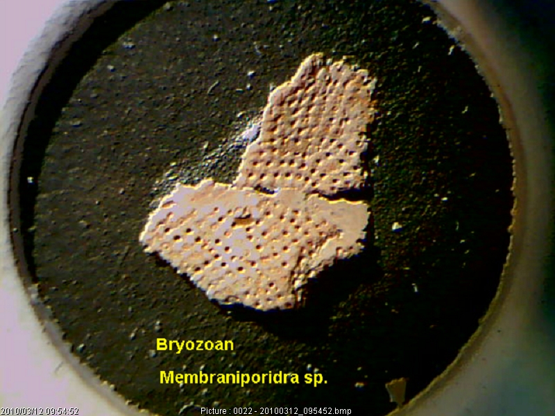 Bryozoa Membranipora sp. - Member Collections - The Fossil Forum