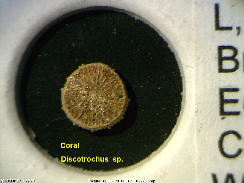 Cnidaria Discotrochus sp. - Member Collections - The Fossil Forum