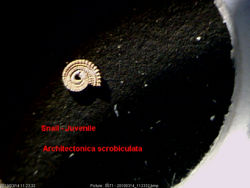 Gastropoda Architectonica scrobiculata - Member Collections - The ...