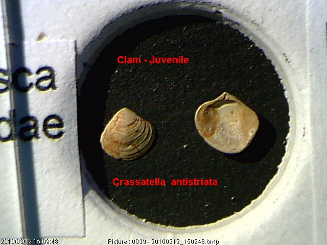 Pelecypoda Crassitella antistriata - Member Collections - The Fossil Forum