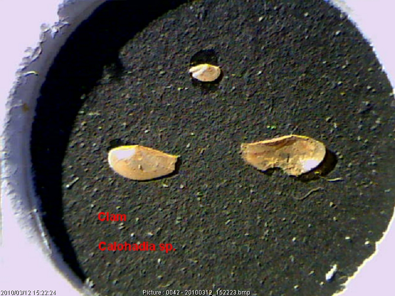 Pelecypoda Calohadia sp. - Member Collections - The Fossil Forum