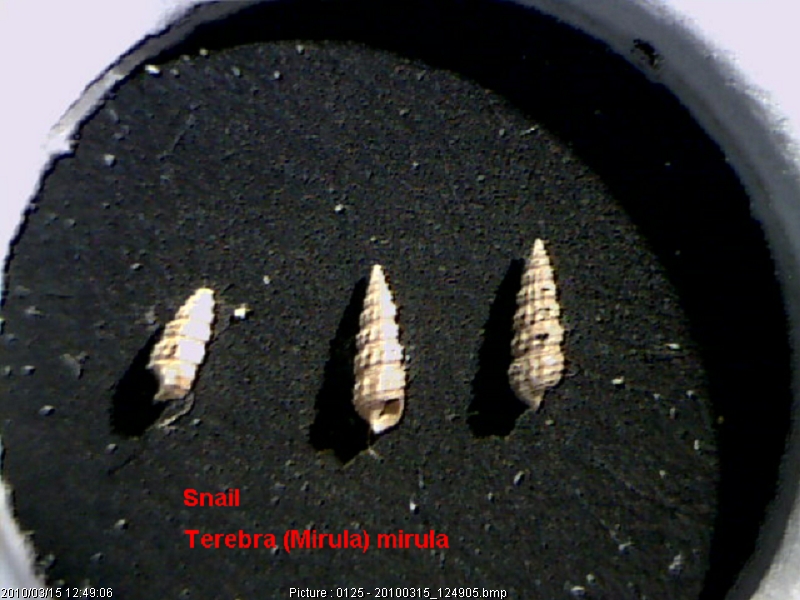 Gastropoda Terebra (Mirula) mirula - Member Collections - The Fossil Forum