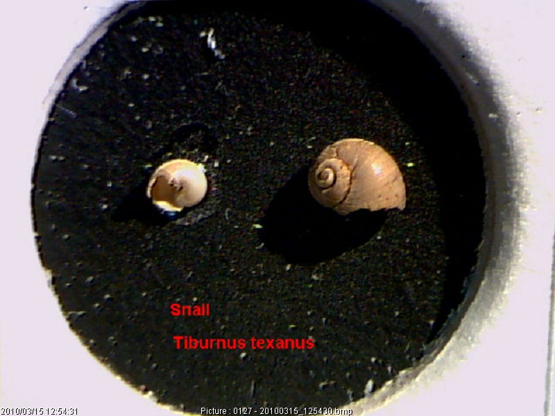 Gastropoda Tiburnus texanus - Member Collections - The Fossil Forum