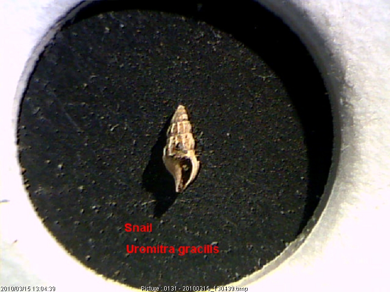 Gastropoda Uromitra gracilis - Member Collections - The Fossil Forum