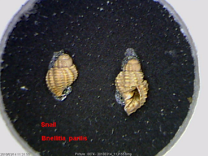 Gastropoda Bonellitia paralis - Member Collections - The Fossil Forum