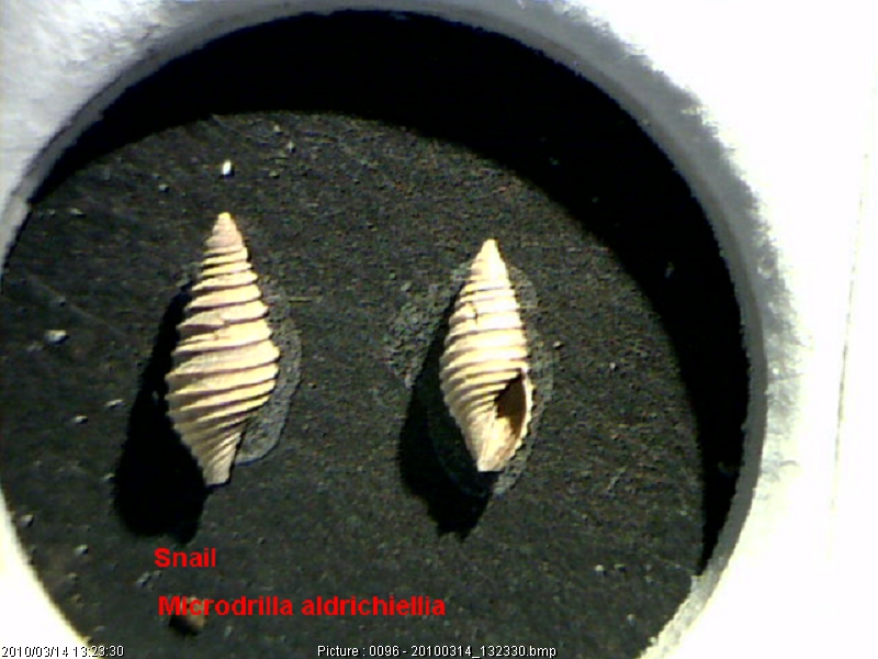 Gastropoda Microdrilla aldrichiella - Member Collections - The Fossil Forum
